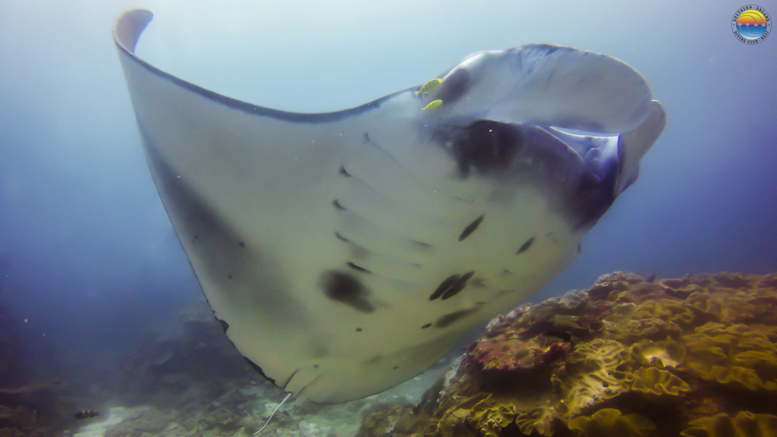 Bali manta ray. Scuba dive in Bali with manta ray. All you want to know!